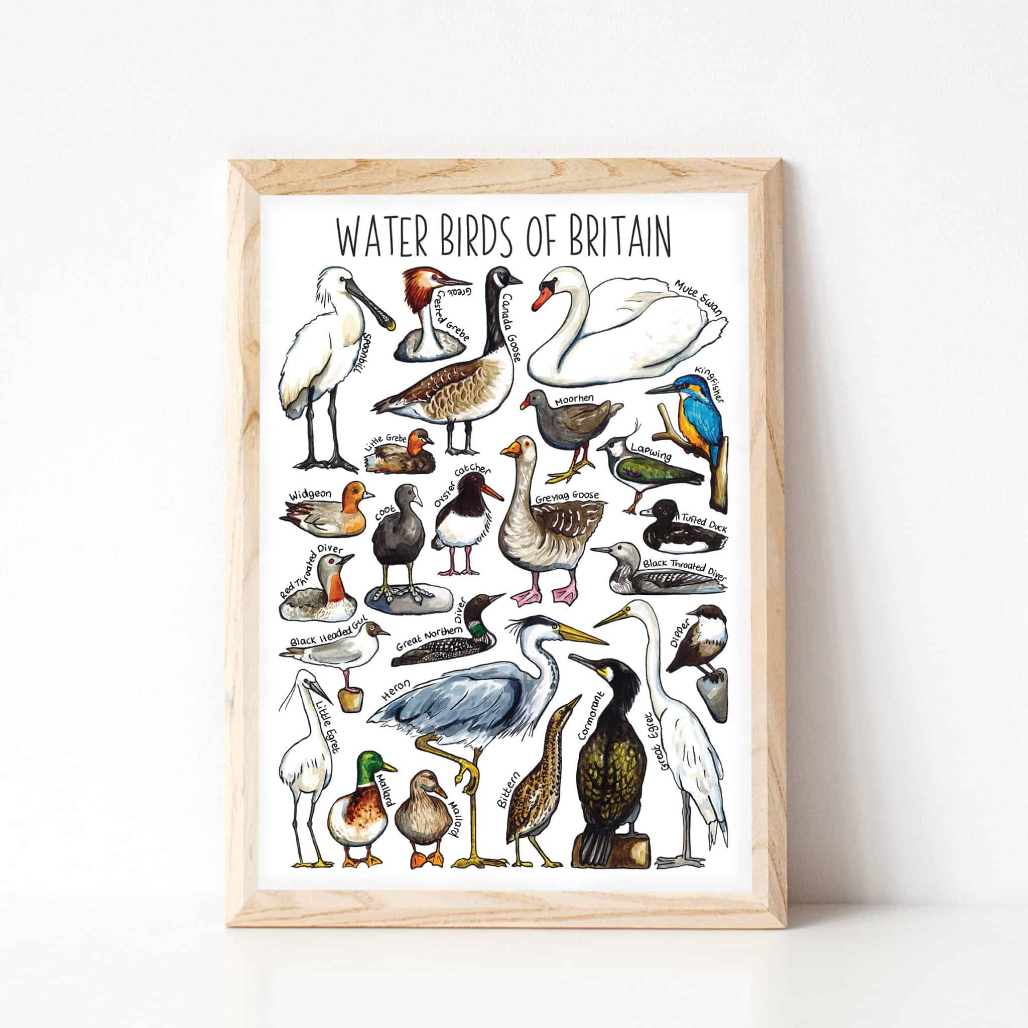 Water Birds of Britain - Alexia Claire